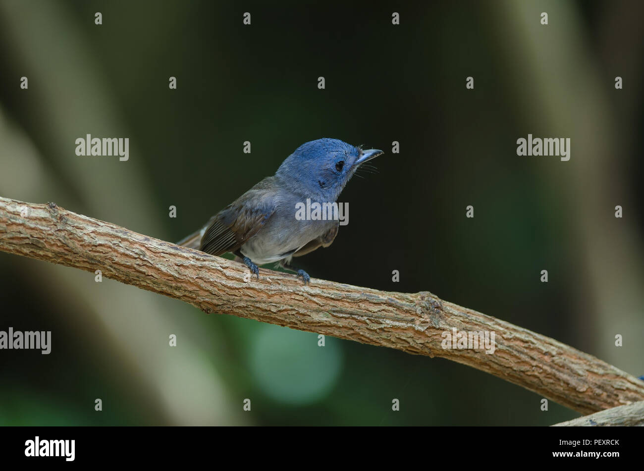 Female Black-naped monarch perching on tree branch (Hypothymis azurea ...