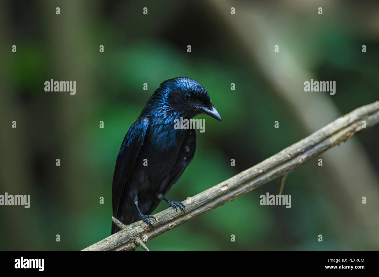 Bronzed drongo bird hi-res stock photography and images - Alamy