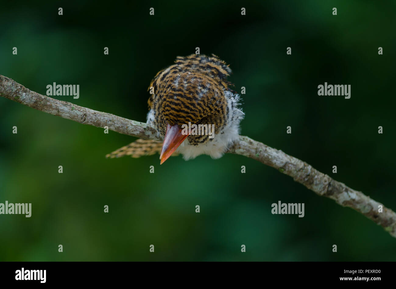 female Banded Kingfisher standing on the branch (Lacedo pulchella Stock ...