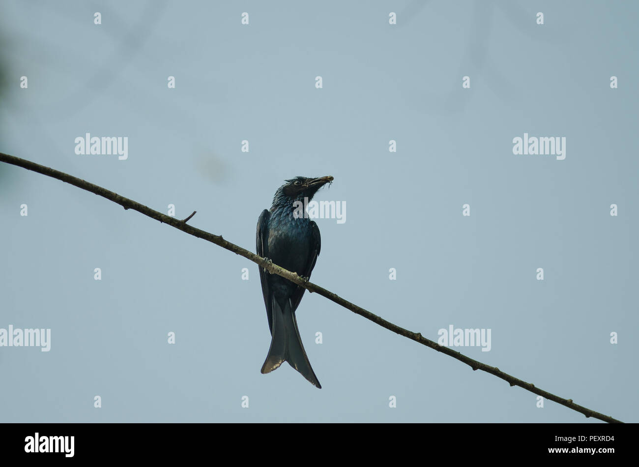 Bronzed drongo bird hi-res stock photography and images - Alamy