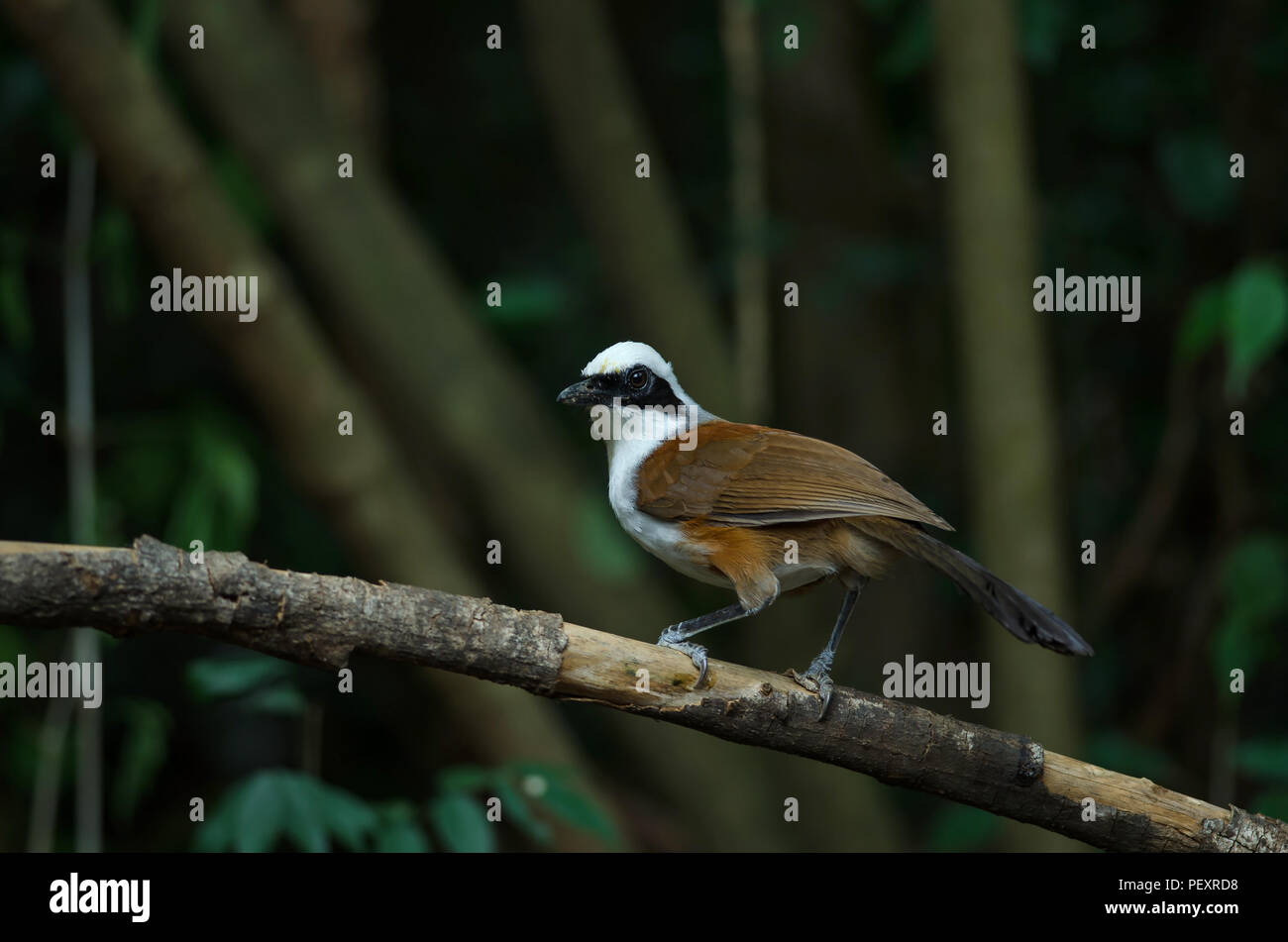 White-crested laughing thrush (Garrulax leucolophus) in nature ...
