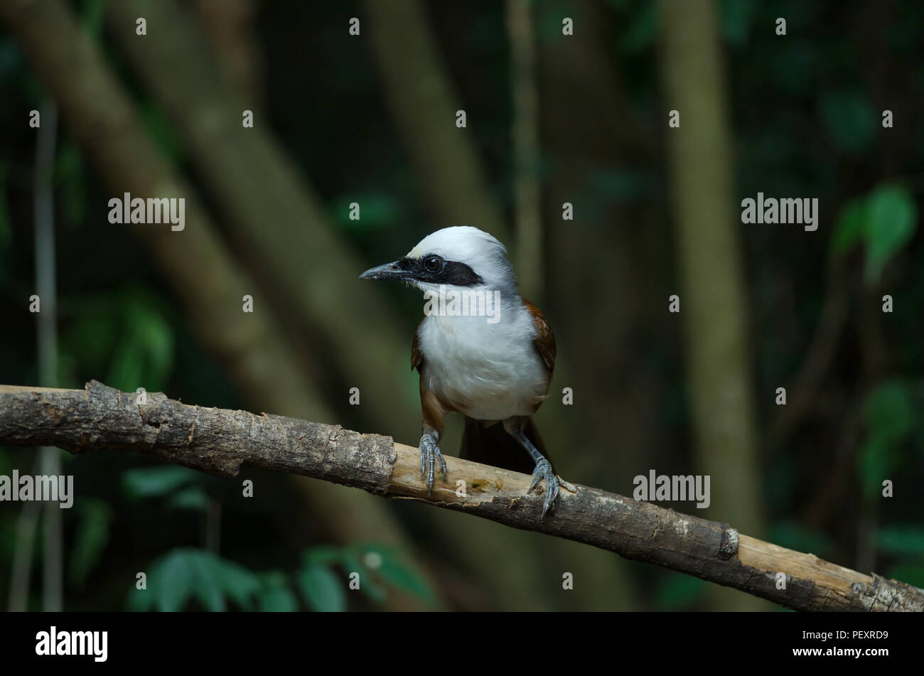 White-crested laughing thrush (Garrulax leucolophus) in nature ...