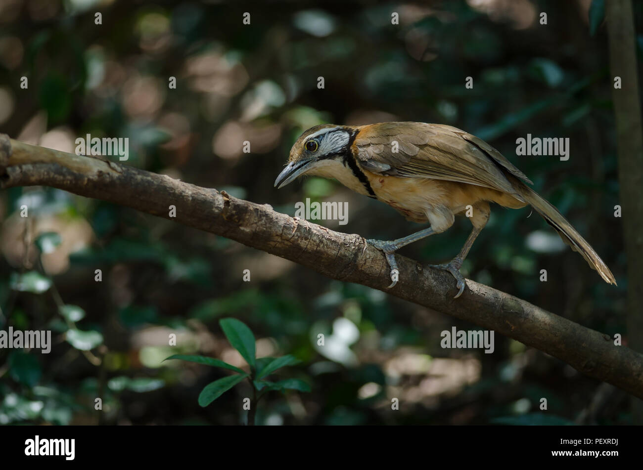 Greater Necklaced Laughingthrush (Garrulax pectoralis) in forest ...