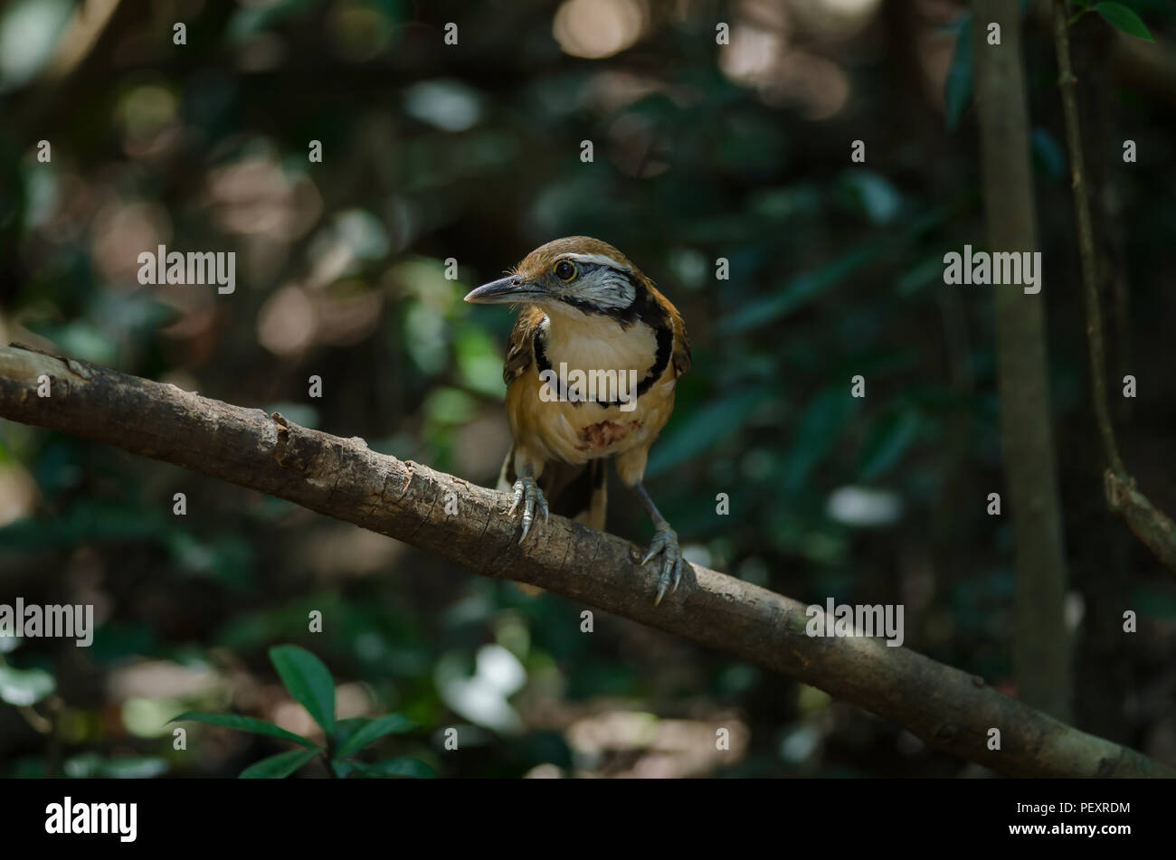 Greater Necklaced Laughingthrush (Garrulax pectoralis) in forest ...