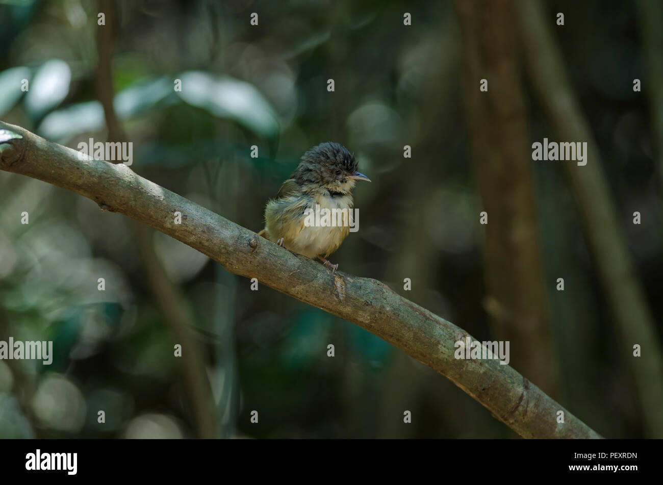 Brown-cheeked Fulvetta, Grey-eyed Fulvetta (Alcippe poioicephala) in ...