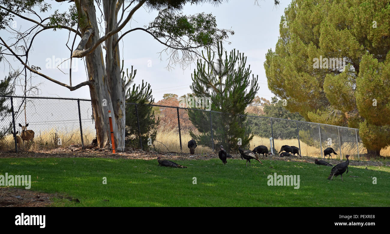 wild turkeys and deer at the Livermore VA medical center in Livermore ...