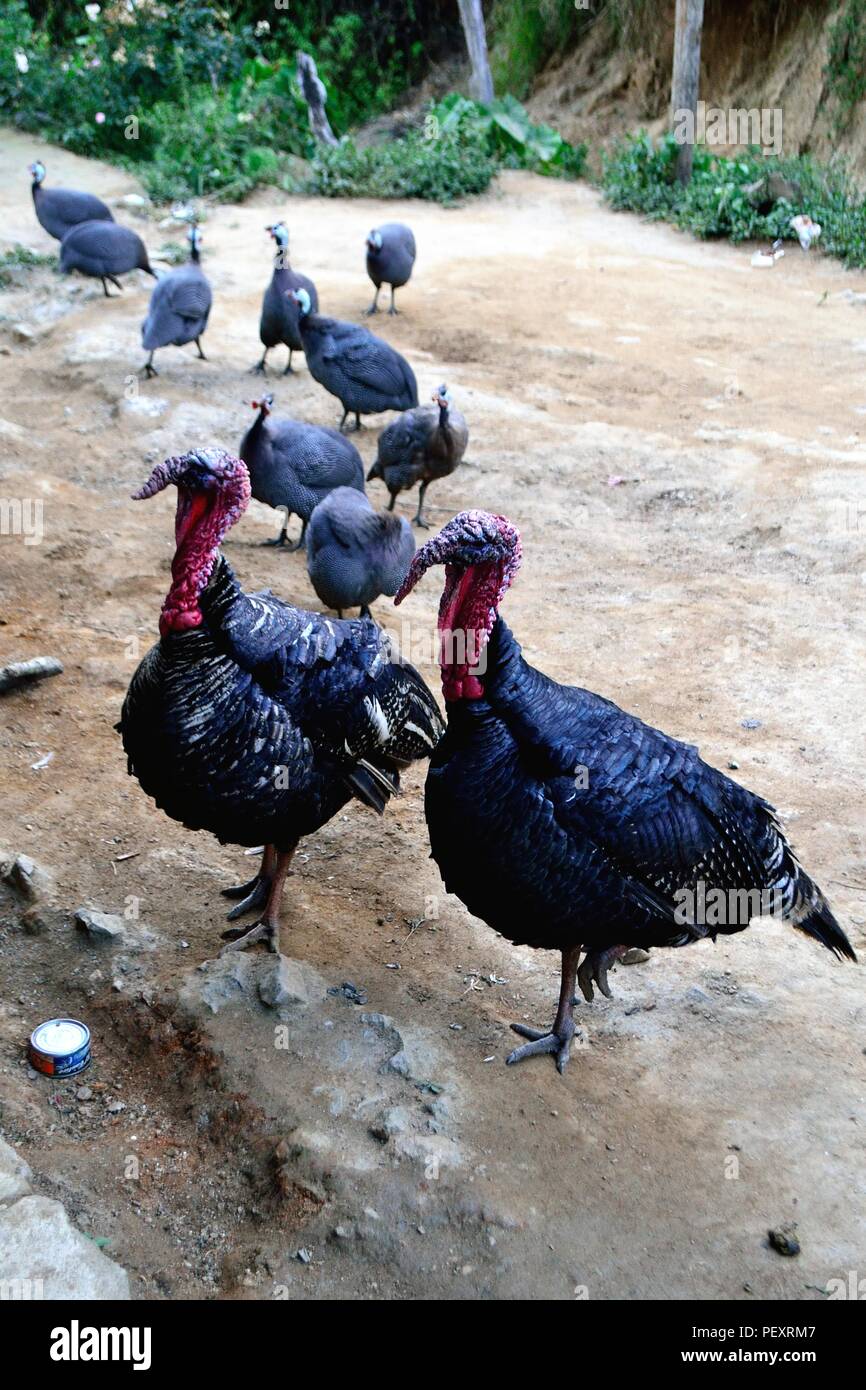 La zunga hi-res stock photography and images - Alamy