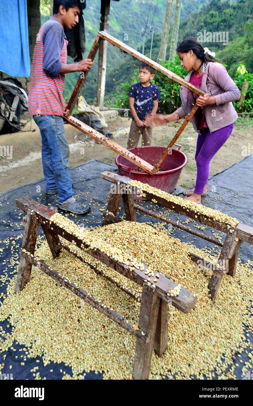 Sieving coffee in LA ZUNGA - Ecuador border -San Ignacio- Department of ...