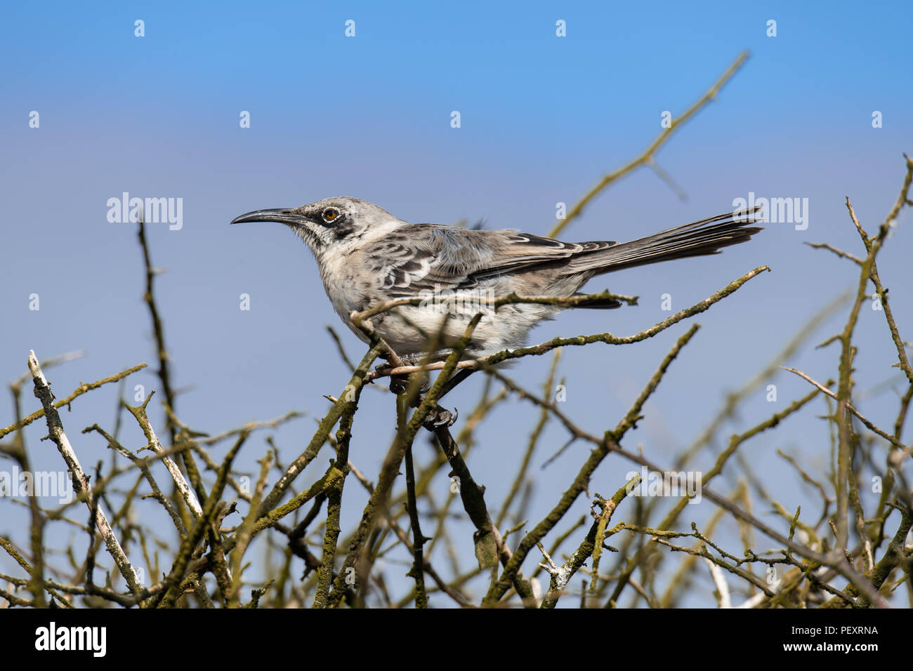 Galapagos mockingbird (Mimus parvulus Stock Photo - Alamy