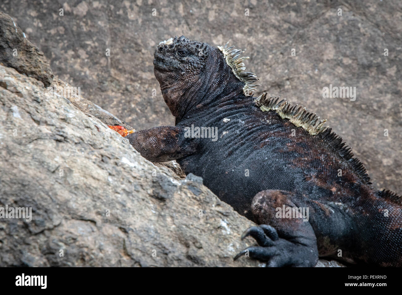 Galapagos marine iguana (Amblyrhynchus cristatus Stock Photo - Alamy