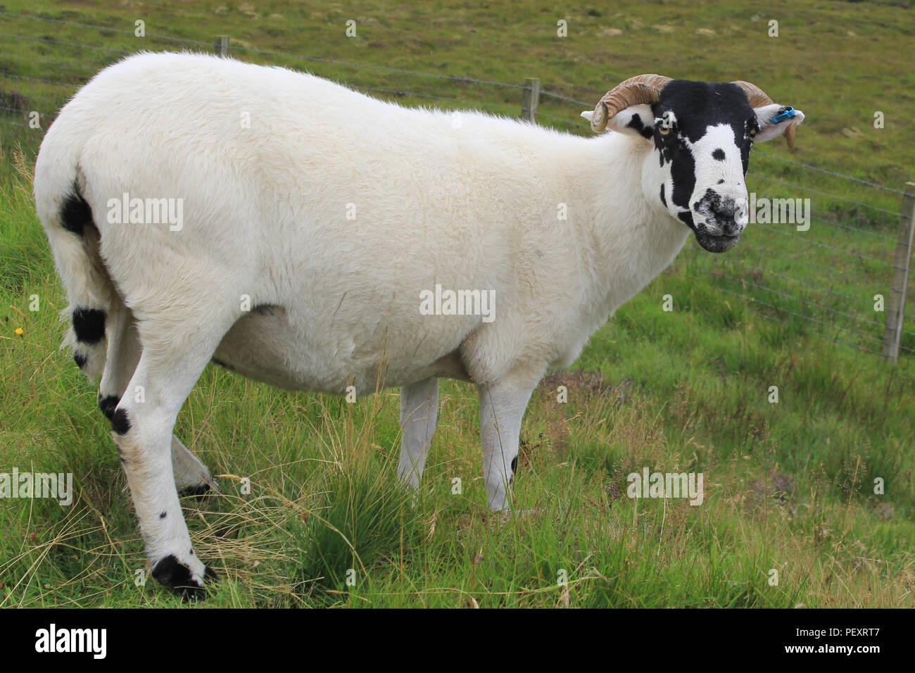 sheep on Harris and lewis Stock Photo - Alamy