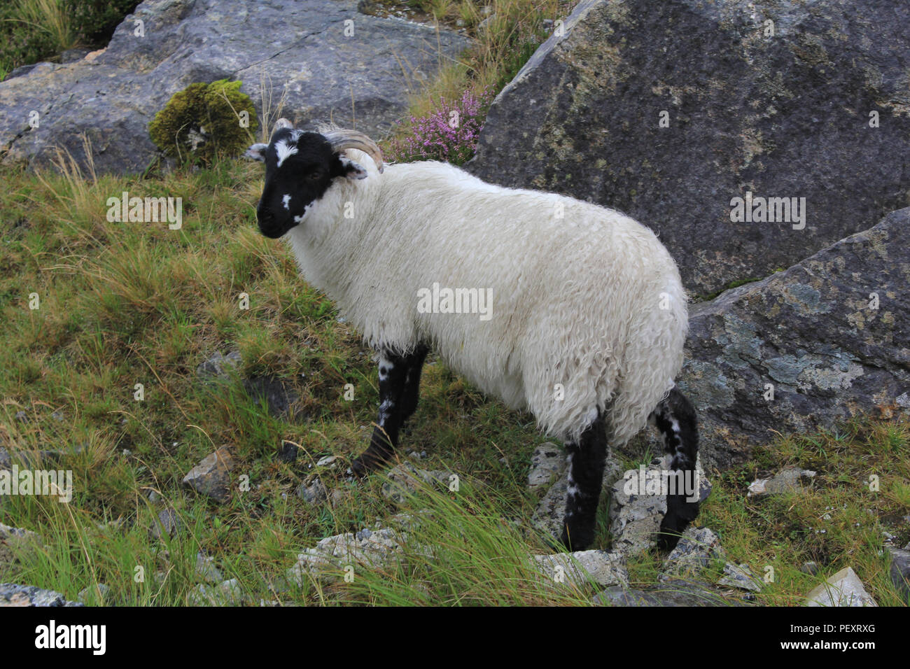 sheep on Harris and lewis Stock Photo - Alamy