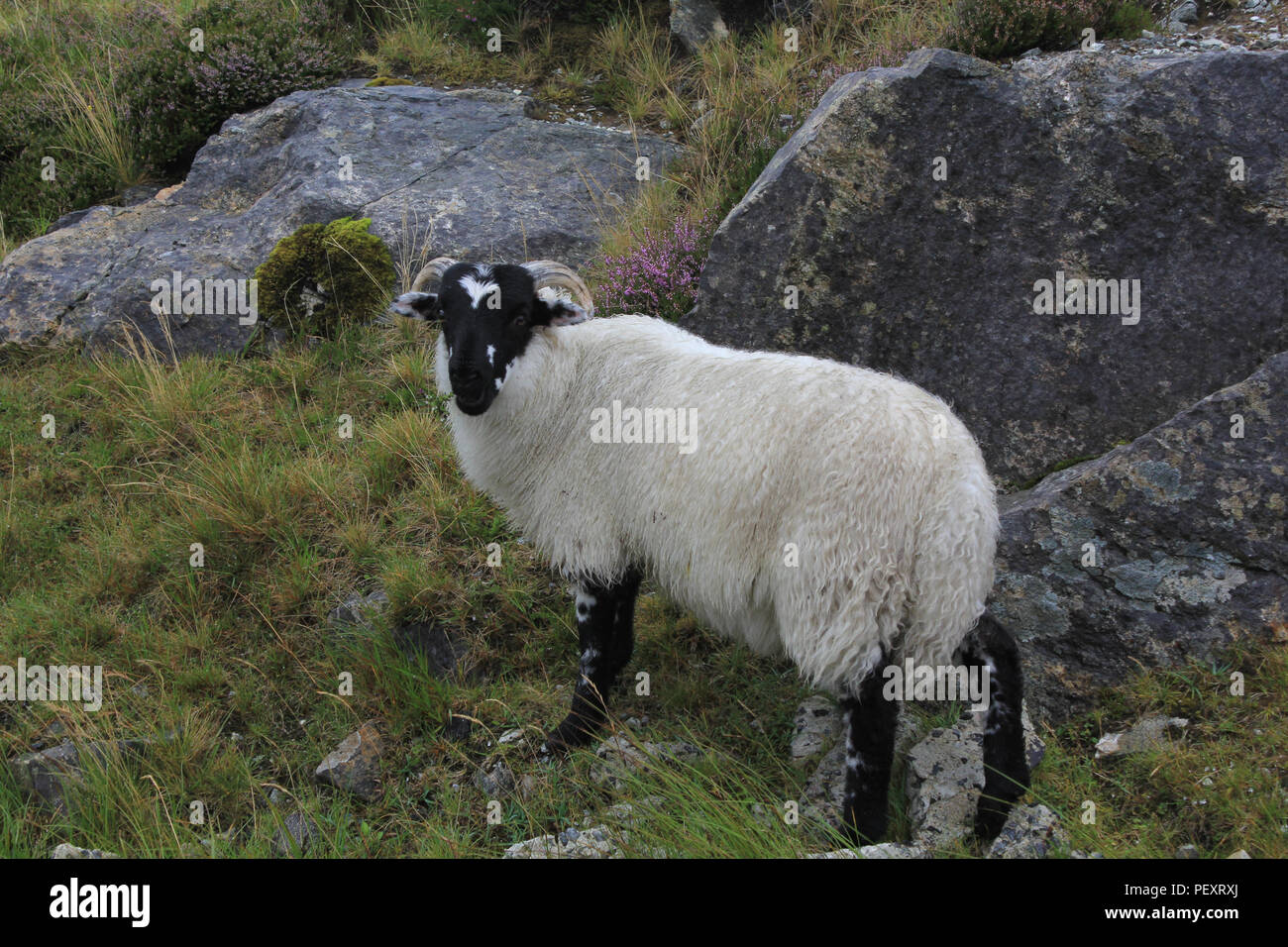 Tweed weaving harris hi-res stock photography and images - Alamy