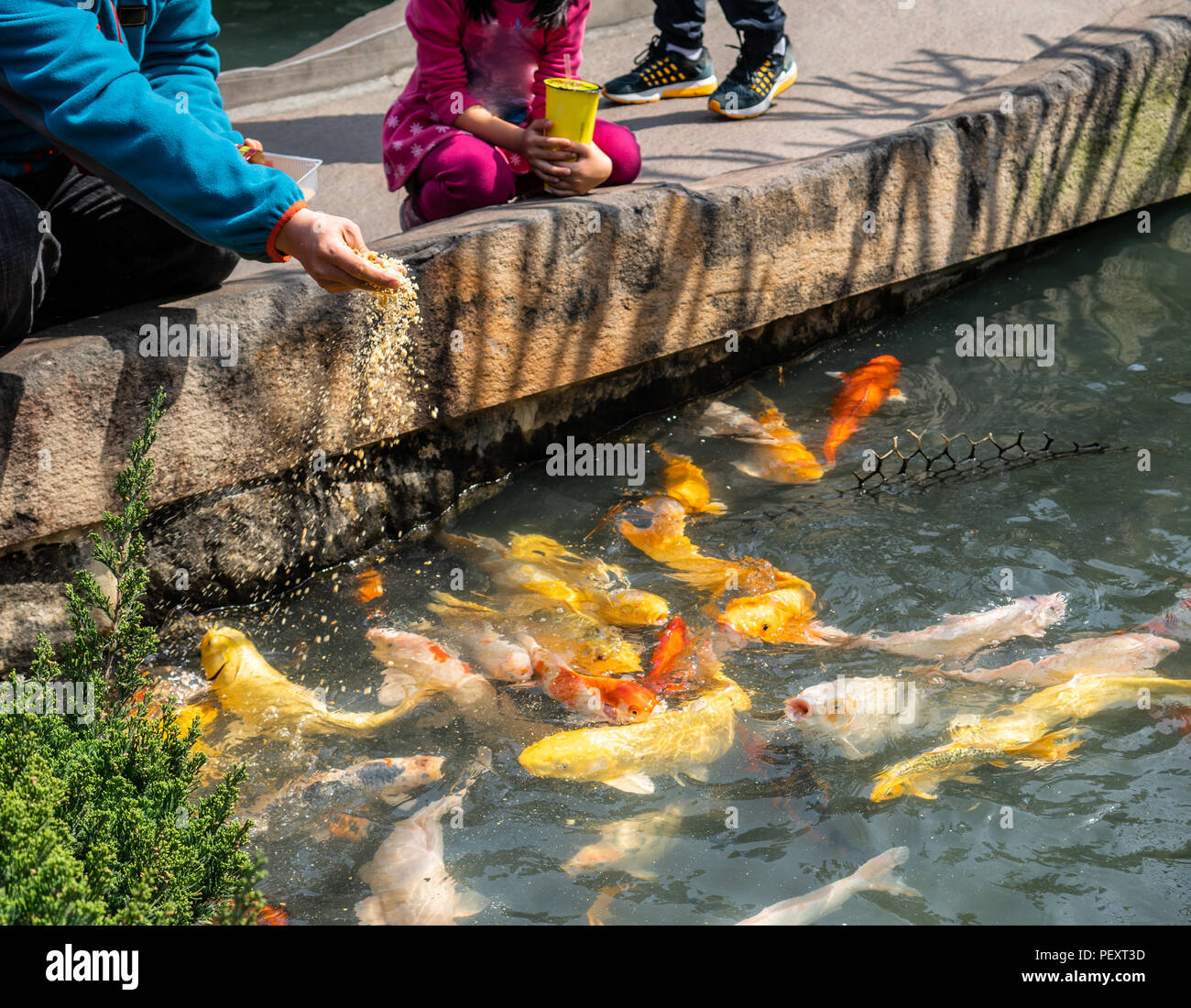 Man koi carp in hi-res stock photography and images - Alamy
