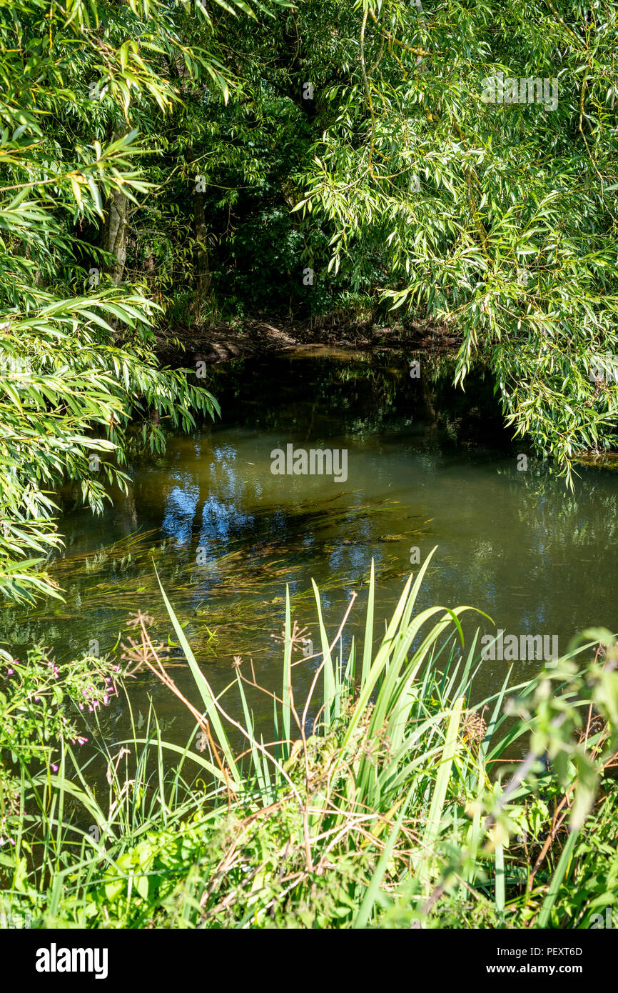 Stream river summer trees hi-res stock photography and images - Alamy