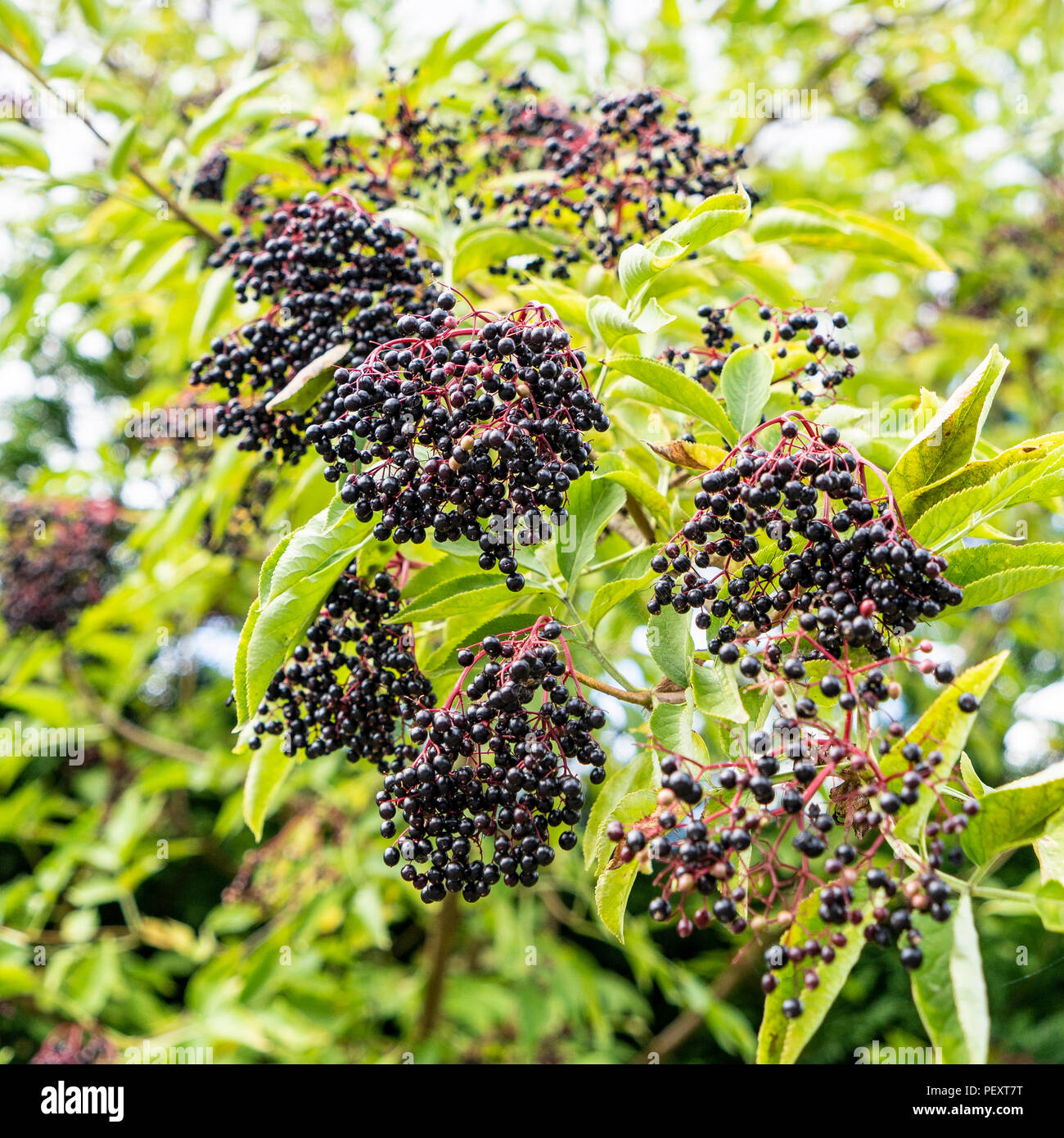 Sambucus nigra tree hi-res stock photography and images - Alamy