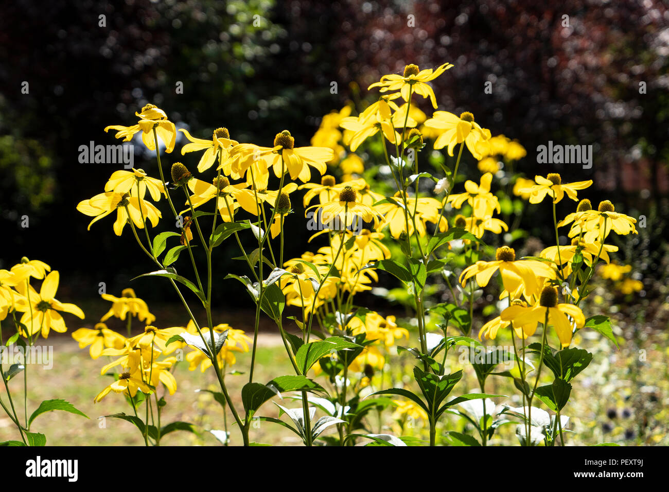 Backlight yellow flowers hi-res stock photography and images - Alamy