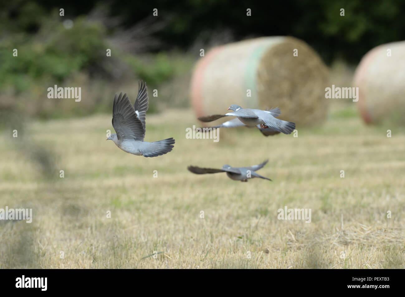 Birds in a corn field hi-res stock photography and images - Alamy