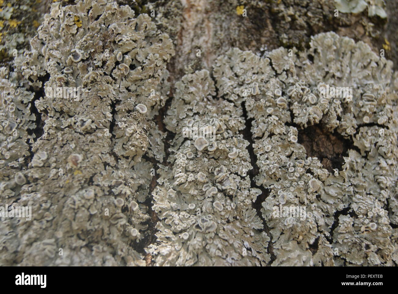 TEXTURE MATERIAL Stock Photo - Alamy