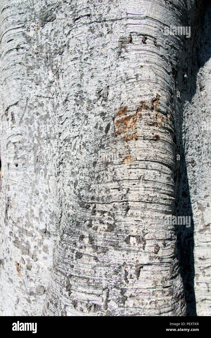 A close up view of an old tree body in California for backgrounds ...