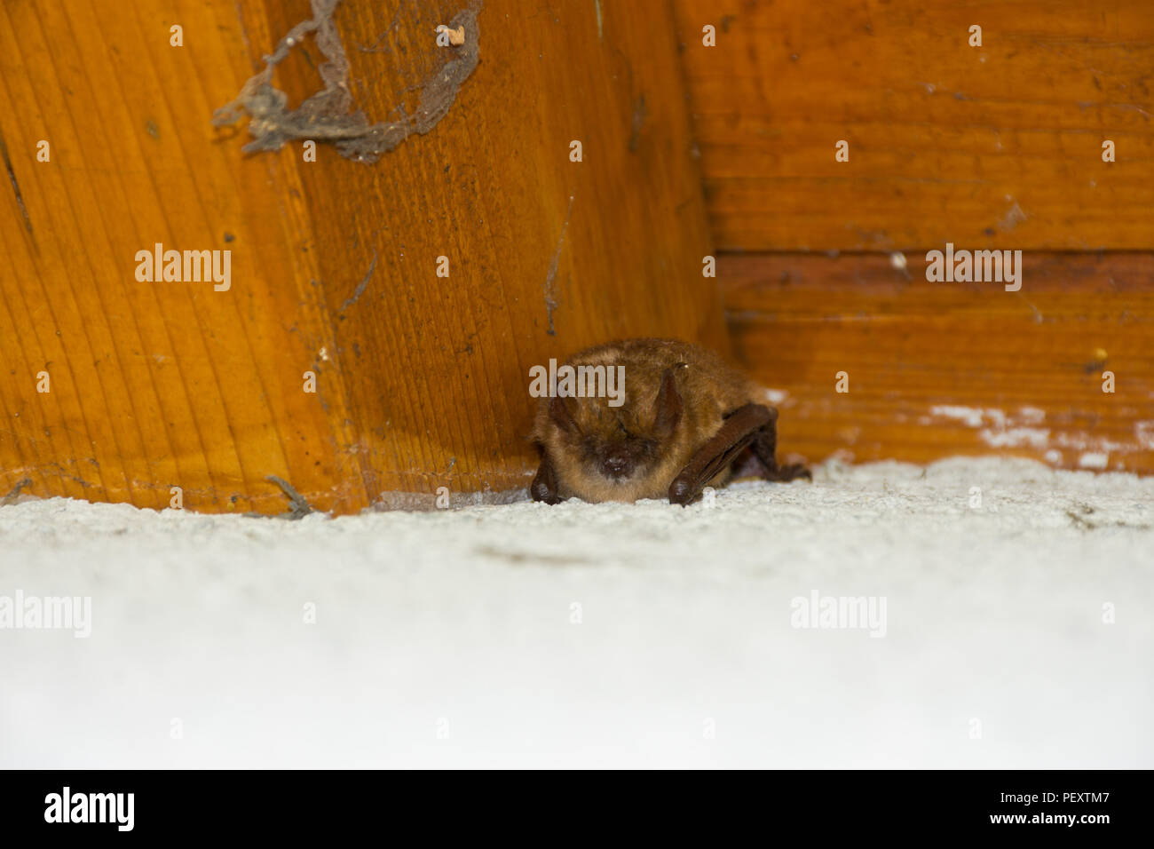Whiskered bat (Myotis mystacinus), a little bat species sleeps under a ...