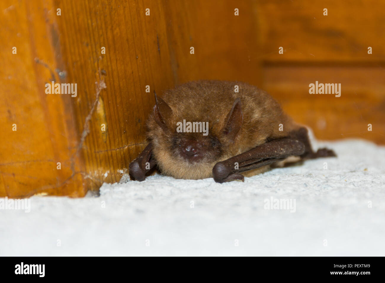 Whiskered bat (Myotis mystacinus), a little bat species sleeps under a ...
