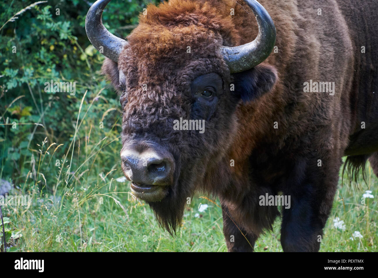 European bison reintroduction for ecological restoration and rewilding ...