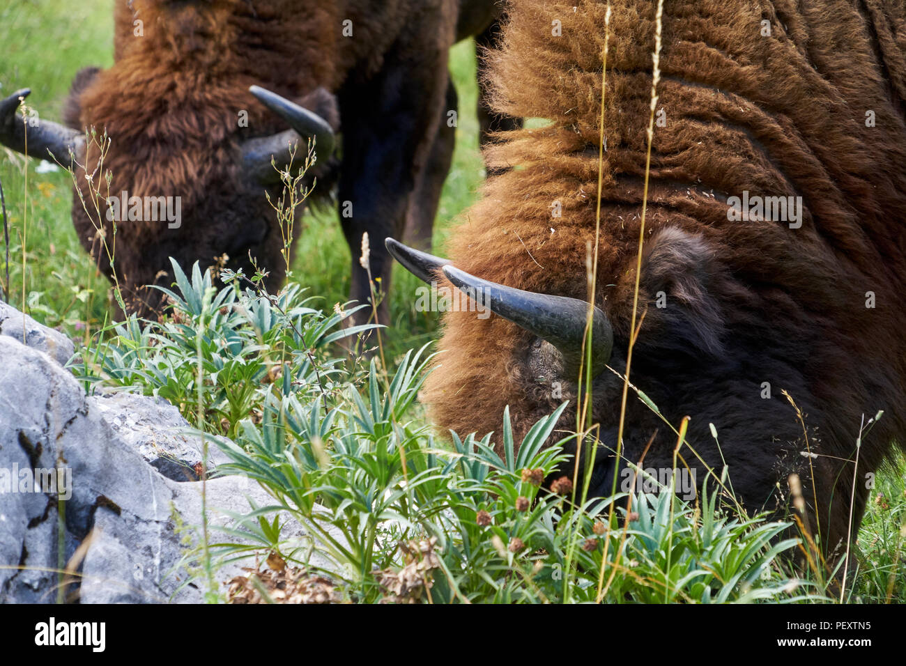 European bison reintroduction for ecological restoration and rewilding ...