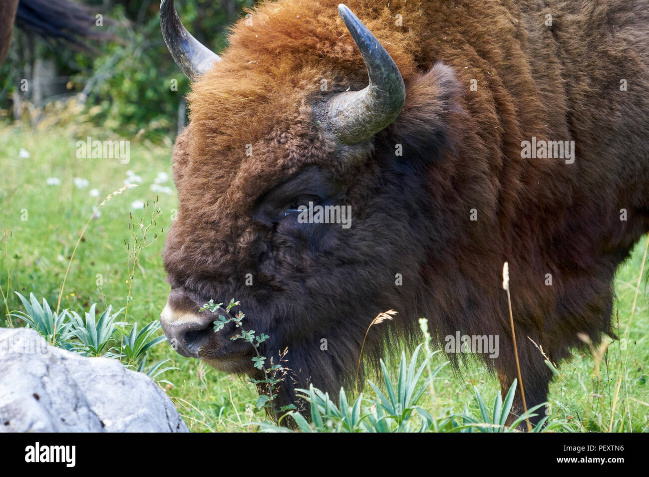 European bison reintroduction for ecological restoration and rewilding ...