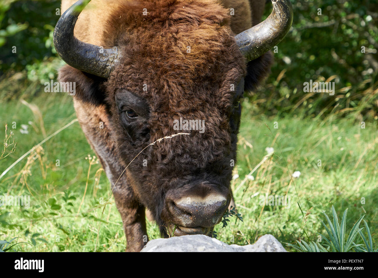 European bison reintroduction for ecological restoration and rewilding ...