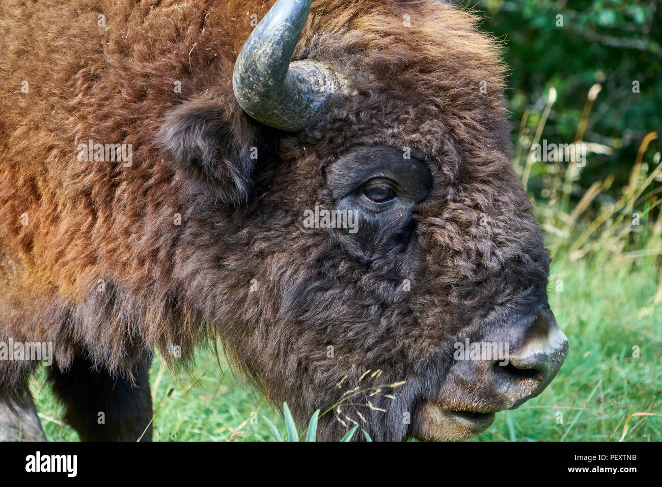 European bison reintroduction for ecological restoration and rewilding ...