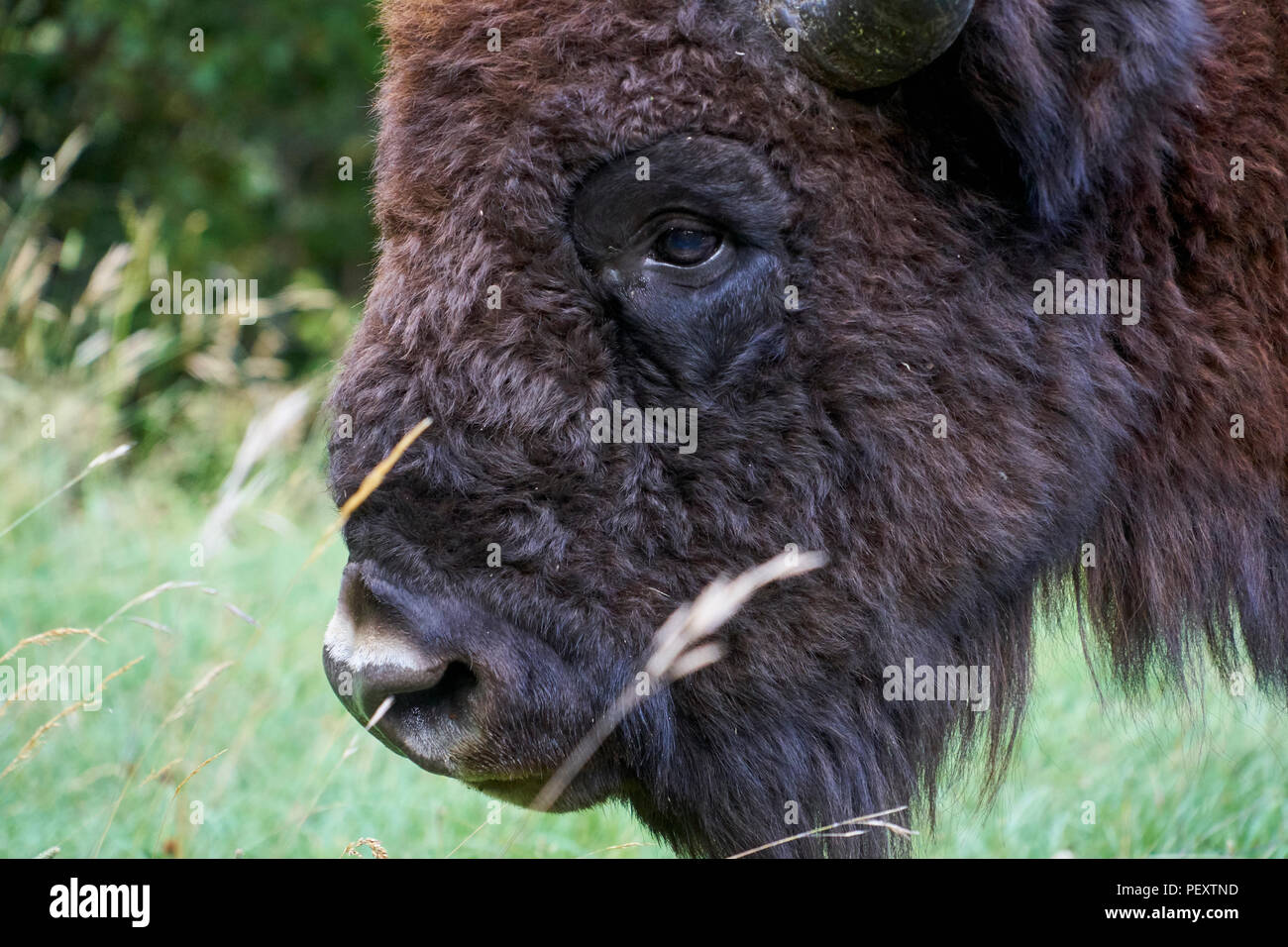 European bison reintroduction for ecological restoration and rewilding ...