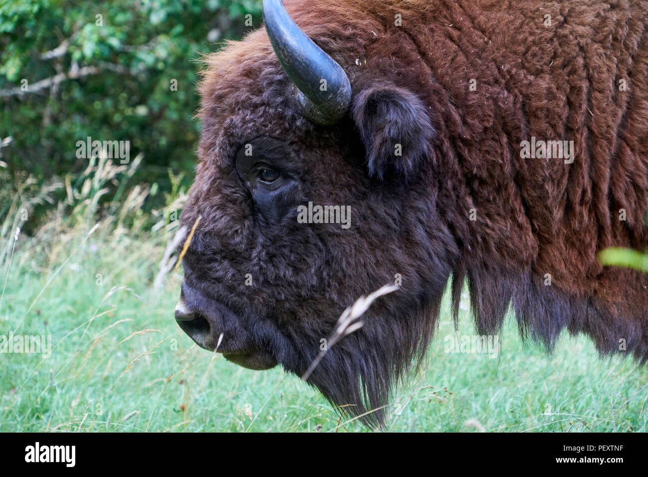 European bison reintroduction for ecological restoration and rewilding ...
