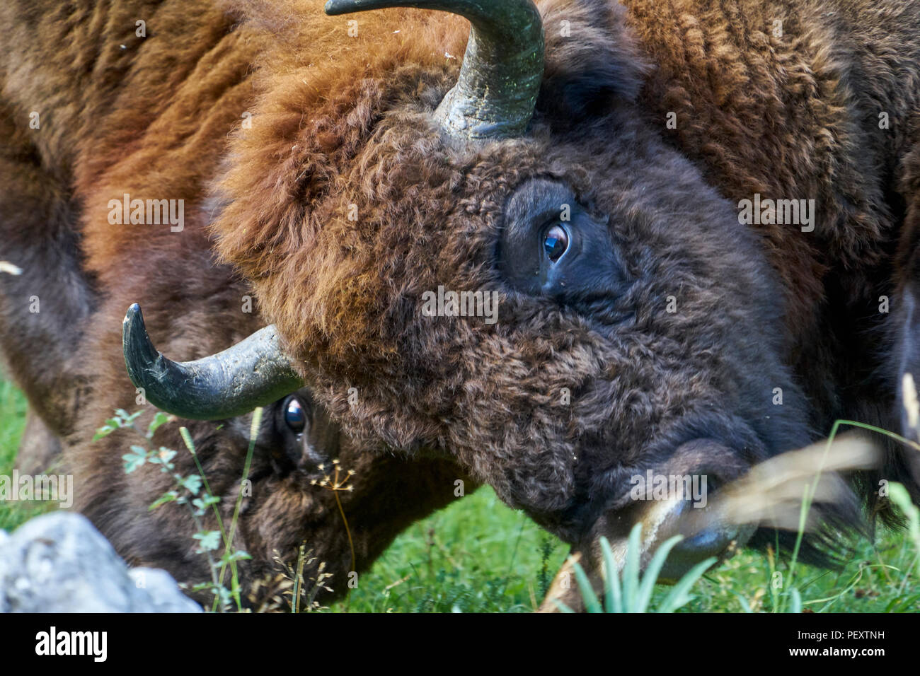 European bison reintroduction for ecological restoration and rewilding ...