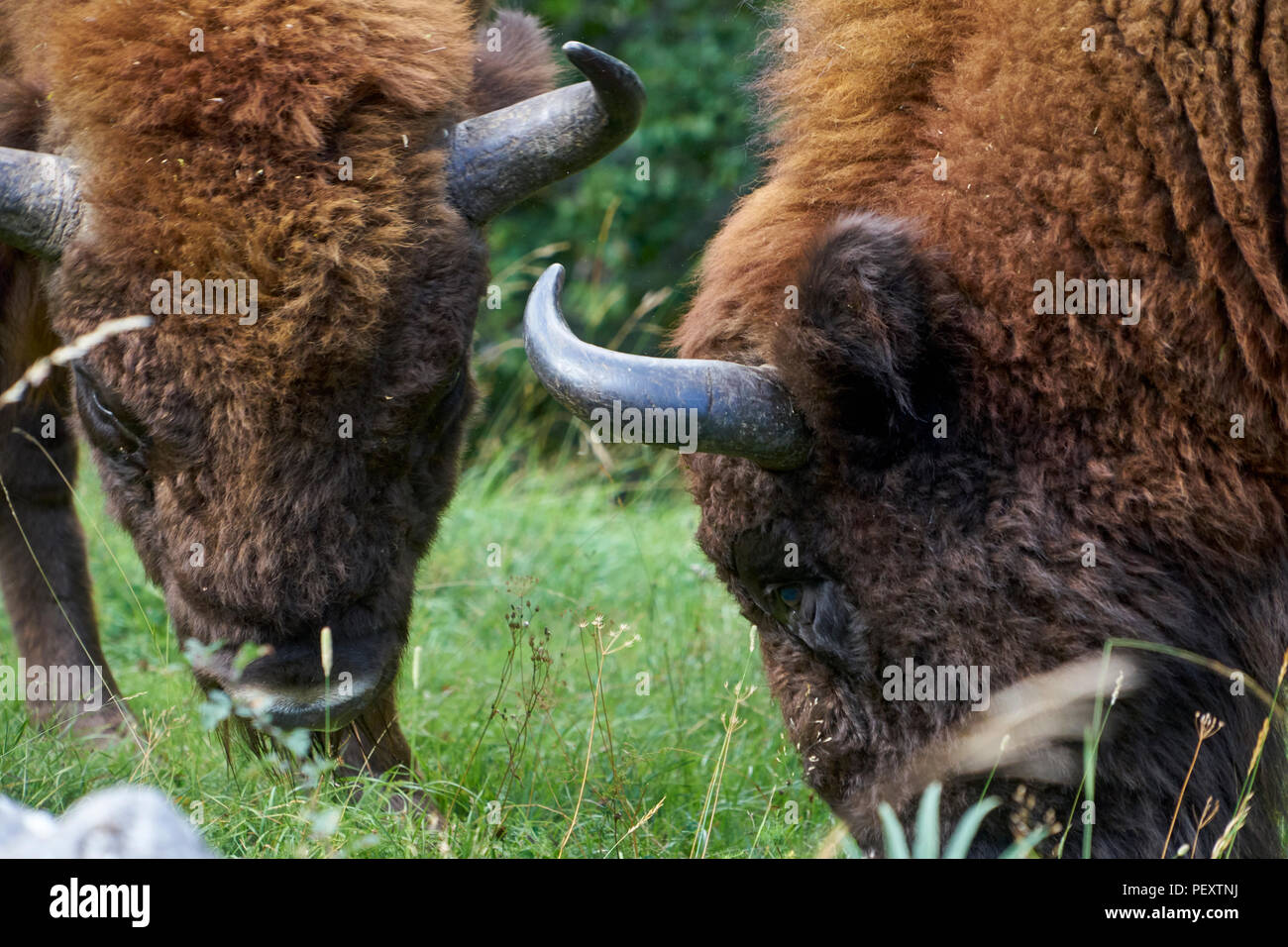 European bison reintroduction for ecological restoration and rewilding ...