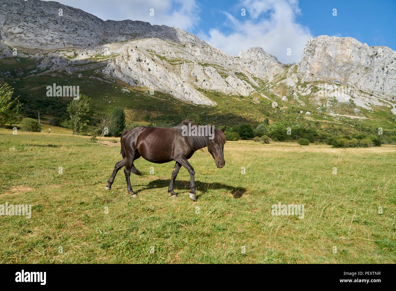 Pottoka, Europe's wildest horses, reintroduction for ecological ...