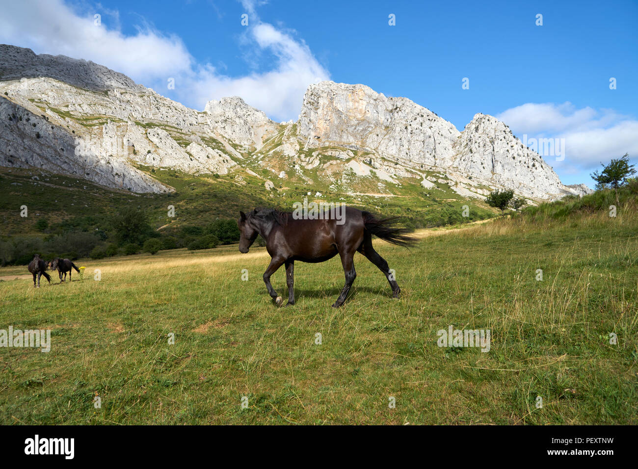 Pottoka, Europe's wildest horses, reintroduction for ecological ...