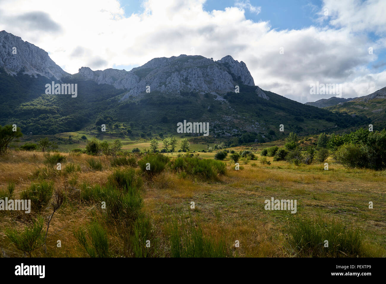 Nature development, ecological restoration, rewilding, landscape Stock ...