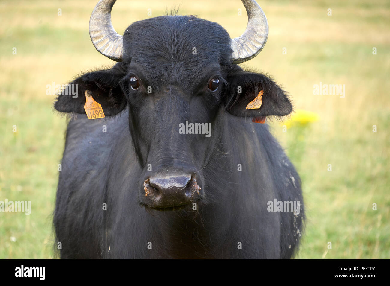 Bovids hi-res stock photography and images - Alamy