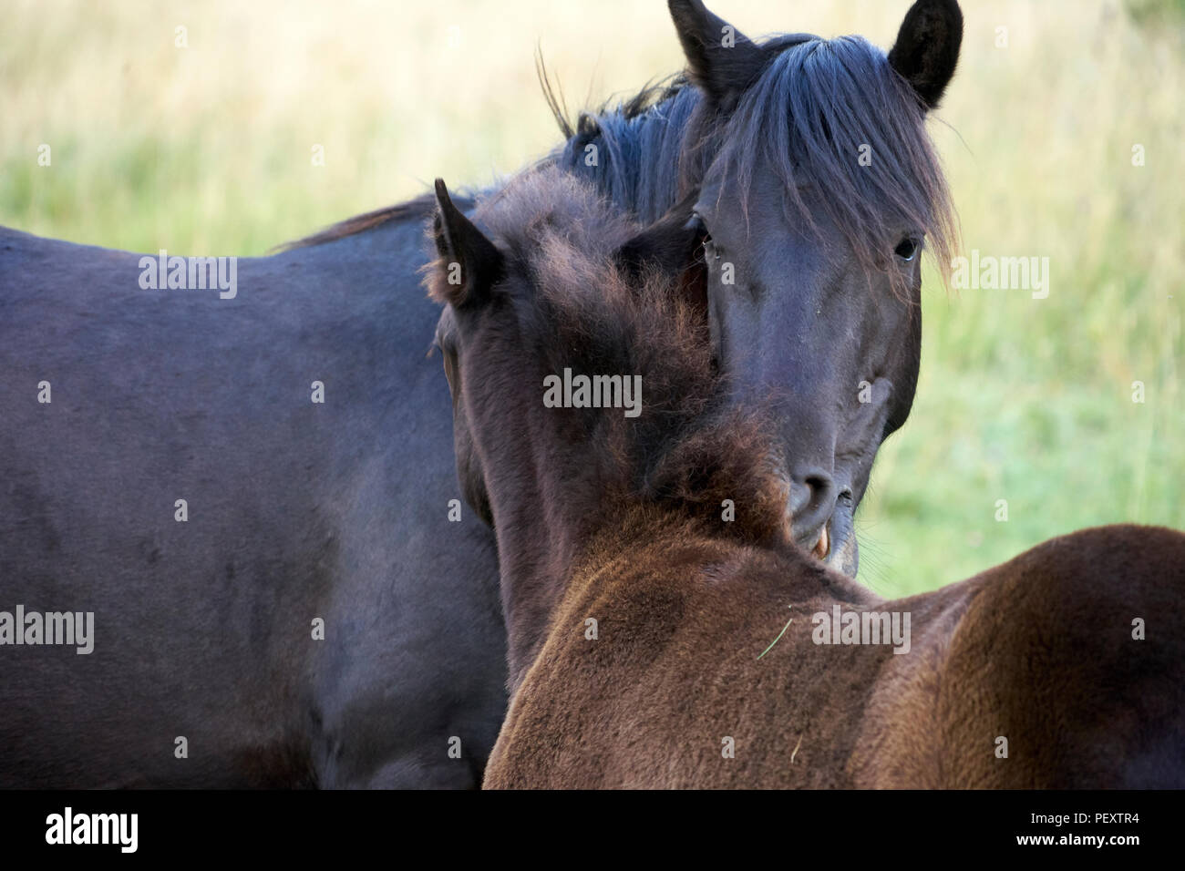 Pottoka, Europe's wildest horses, reintroduction for ecological ...
