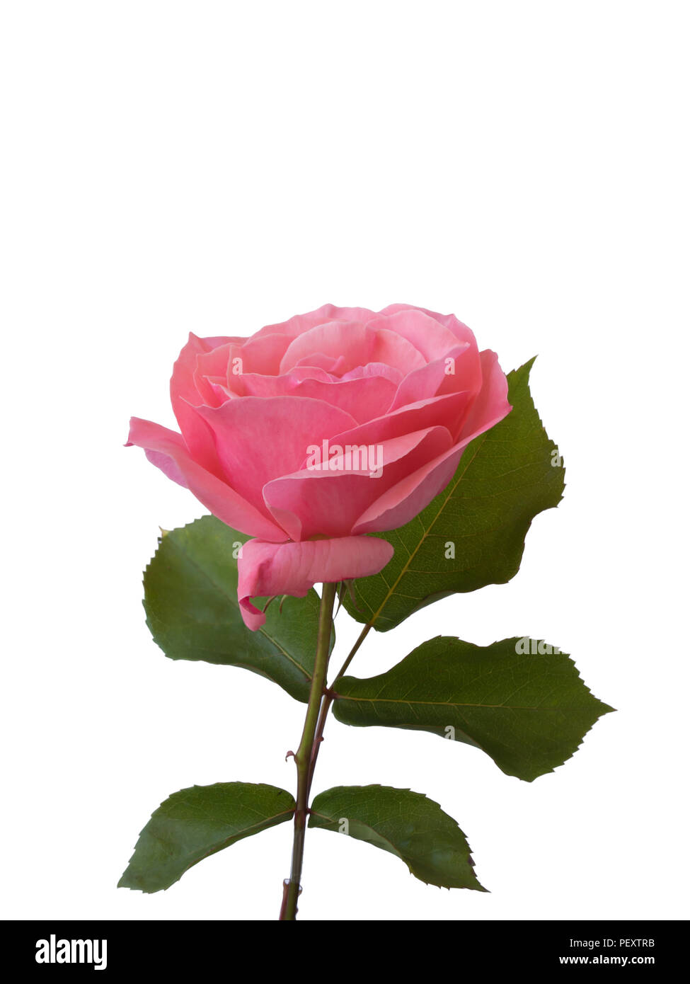 Rose Pink Perfection High Resolution Stock Photography and Images - Alamy