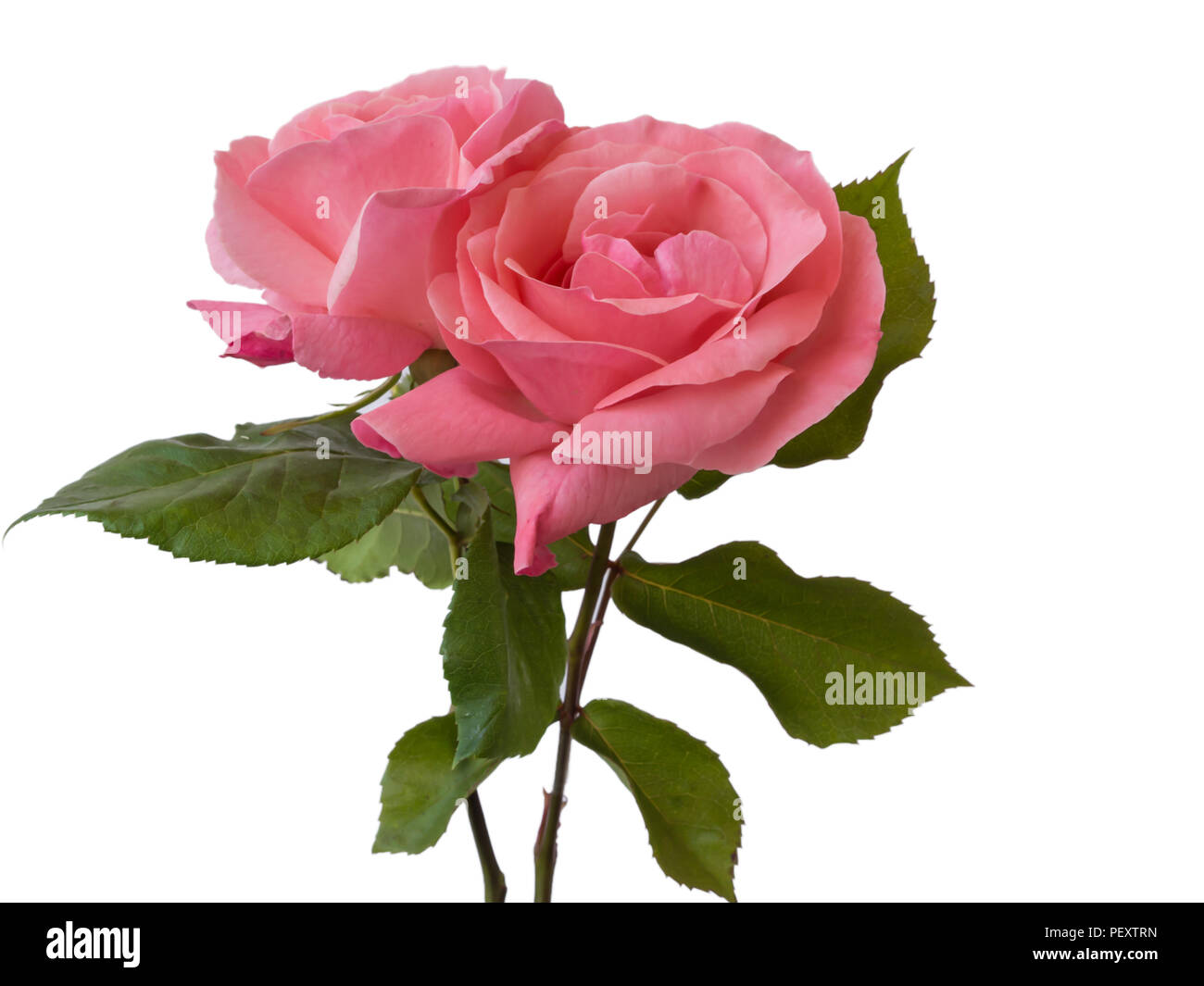 Two pink roses Cut Out Stock Images & Pictures - Alamy