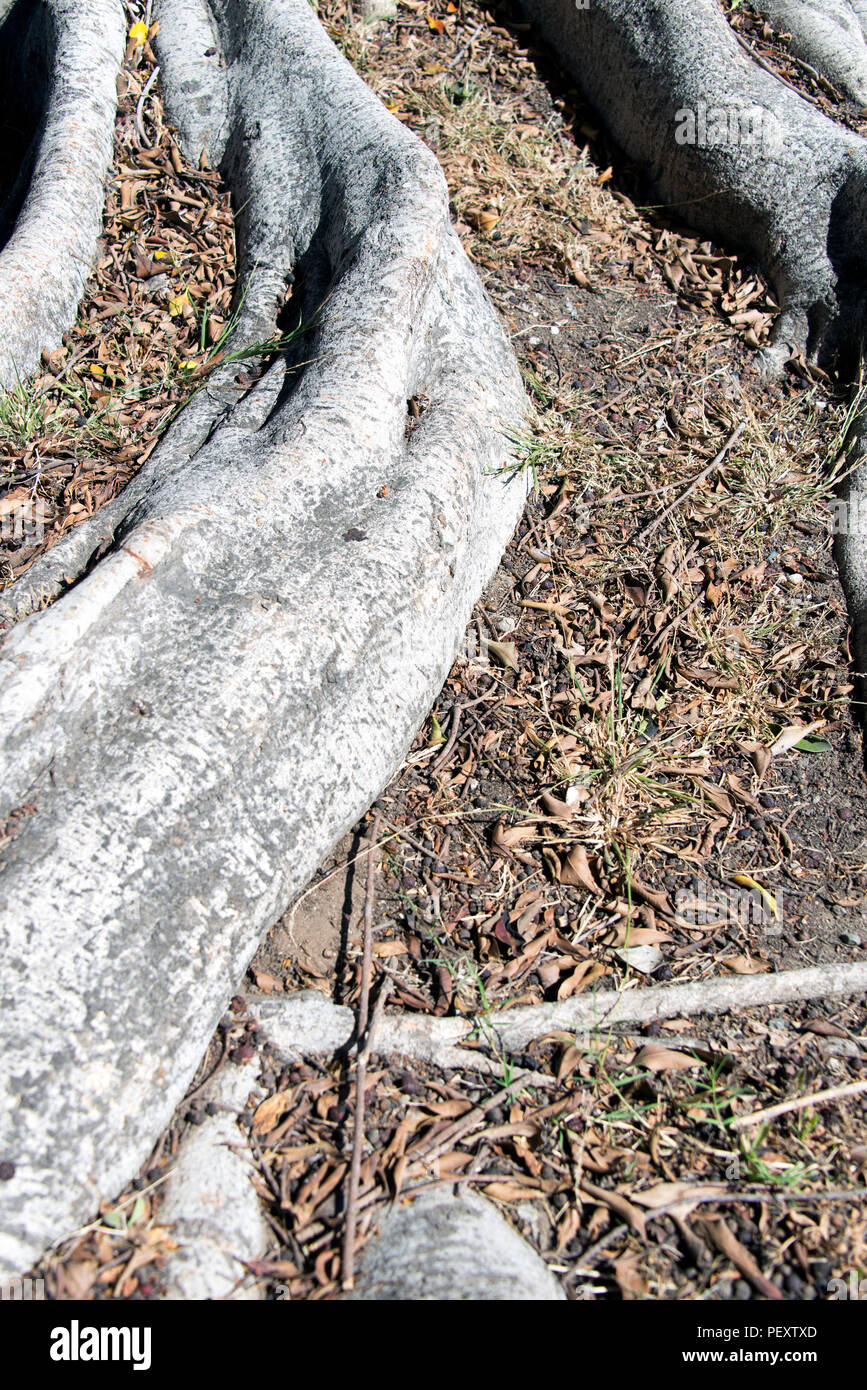 A view of old huge tree roots, leaves that can be used for backgrounds ...