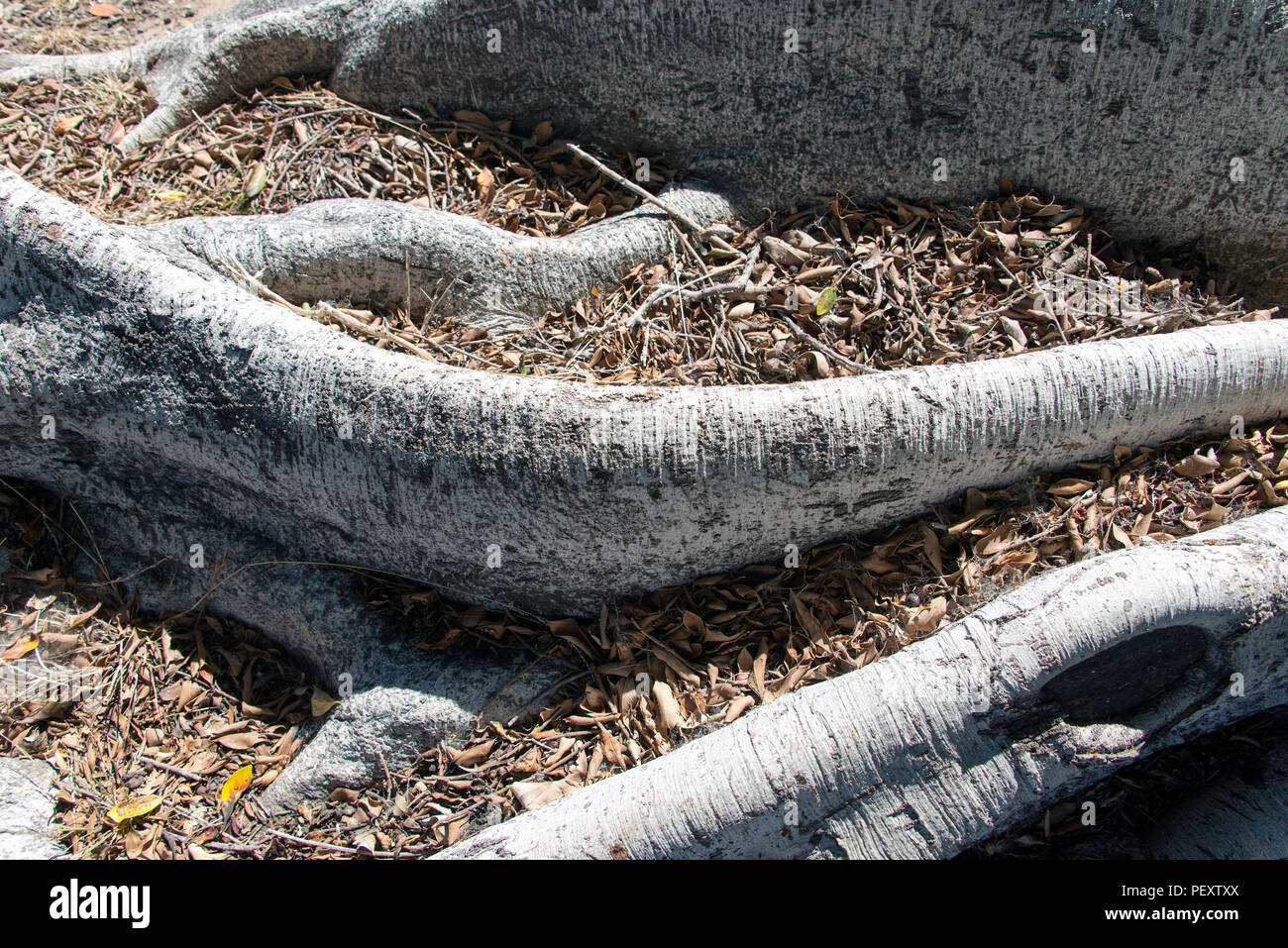 A view of old huge tree roots, leaves that can be used for backgrounds ...