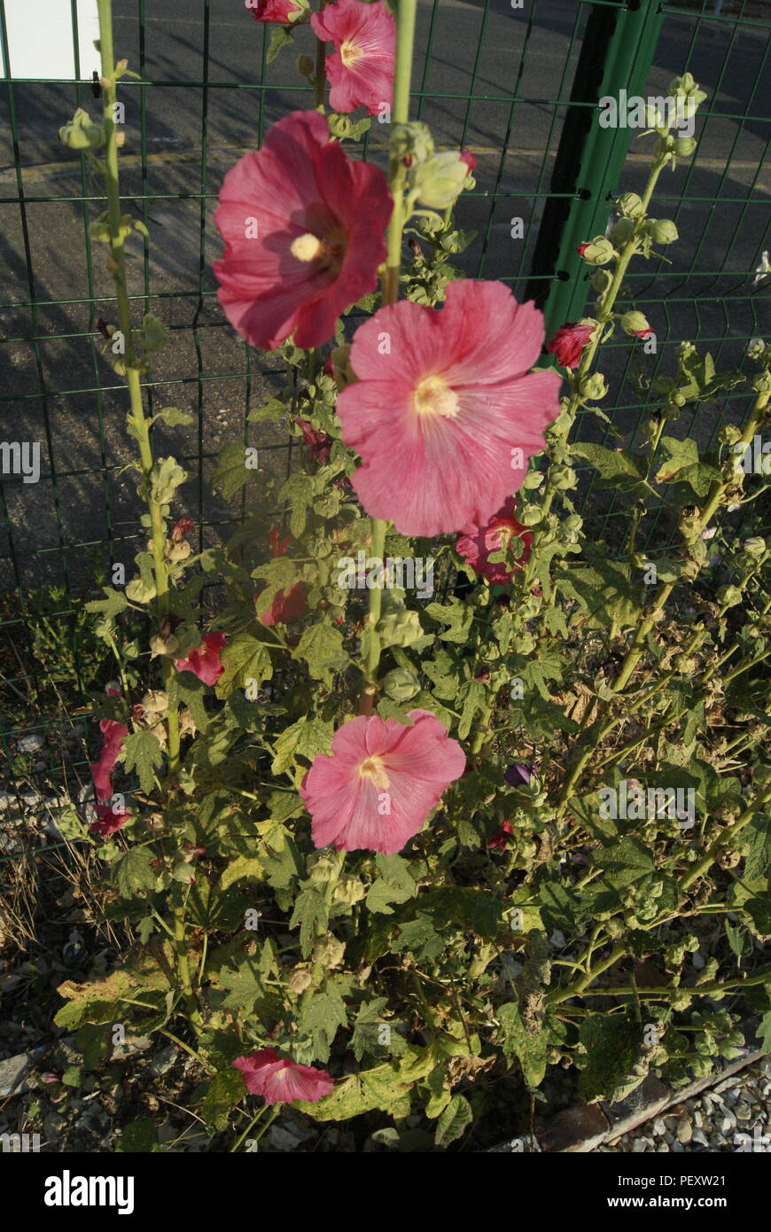 fleurs de France Stock Photo - Alamy