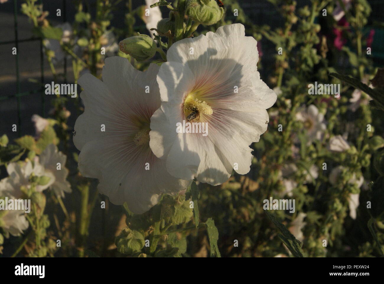 fleurs de France Stock Photo - Alamy