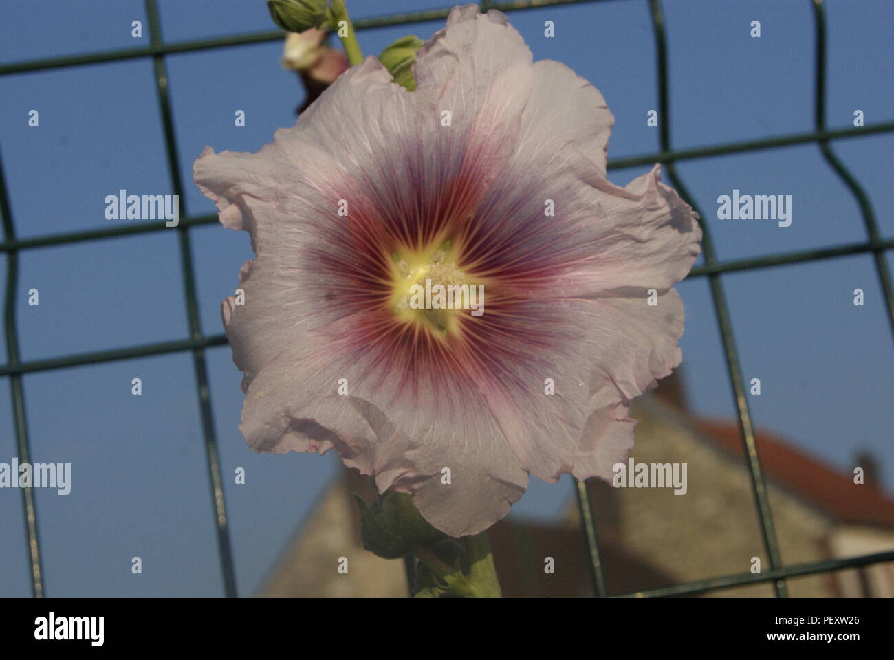 fleurs de France Stock Photo - Alamy