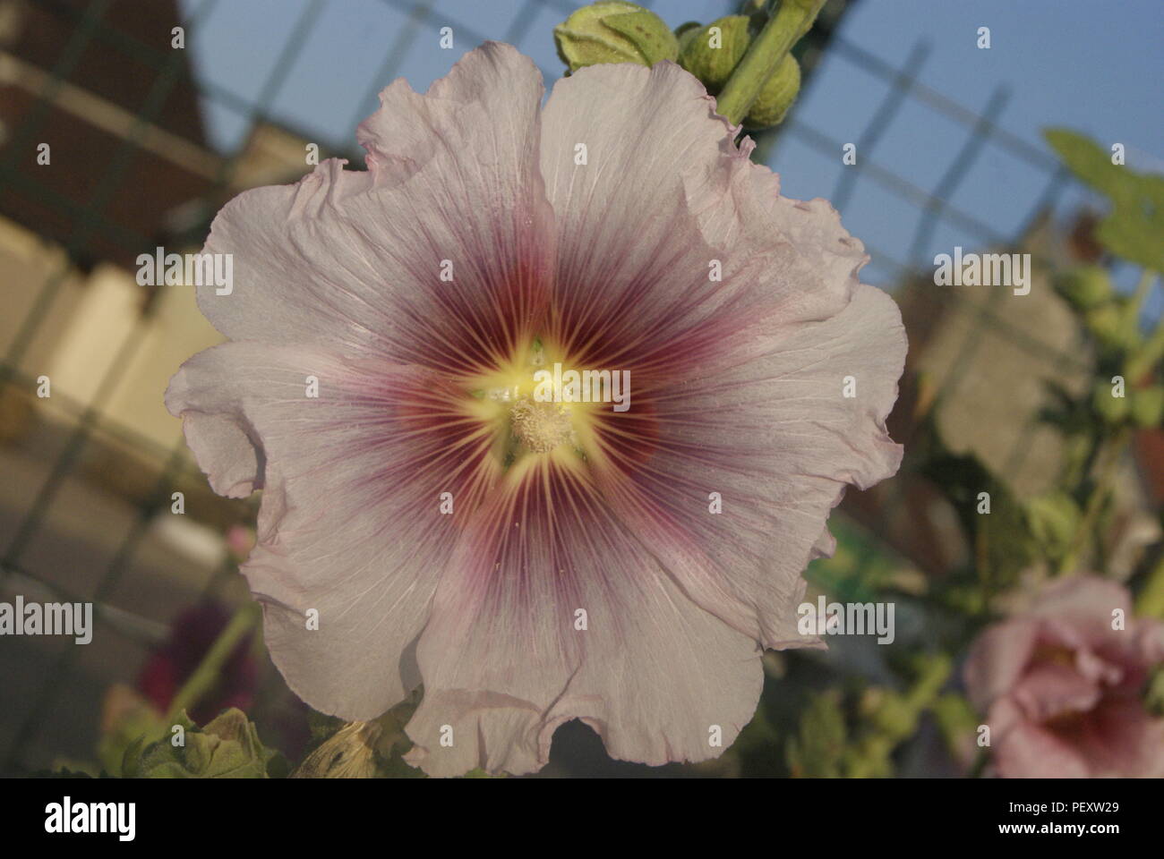 fleurs de France Stock Photo - Alamy