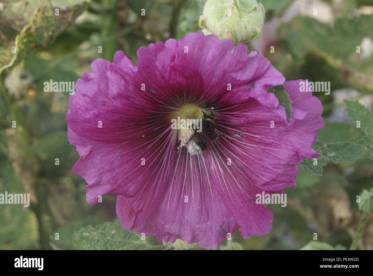 fleurs de France Stock Photo - Alamy