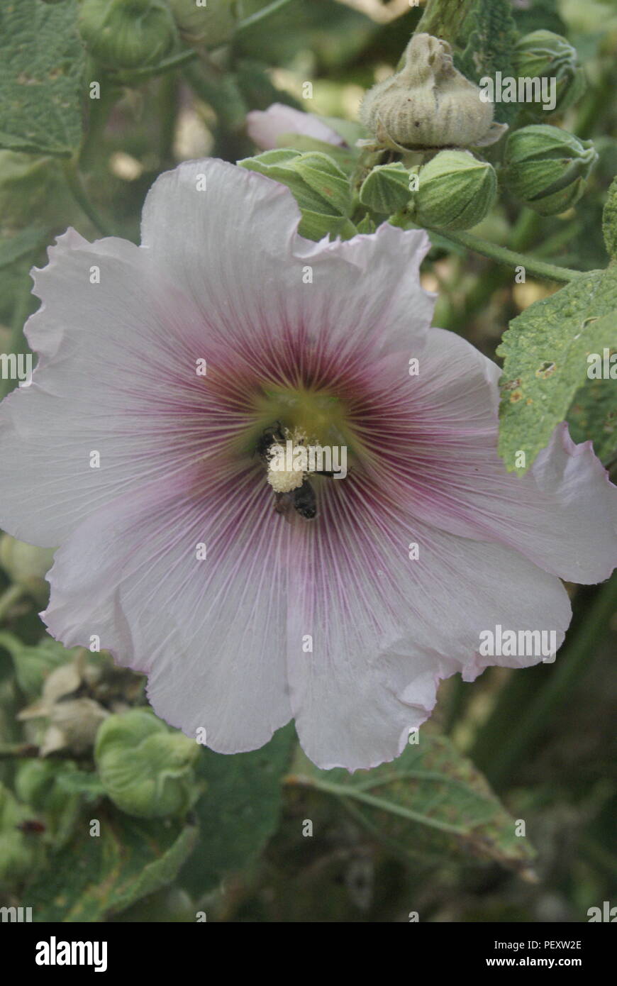 fleurs de France Stock Photo - Alamy